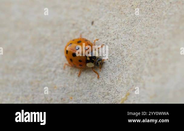 Asian lady beetle in macro shot on a white background. Orange Ladybug ...