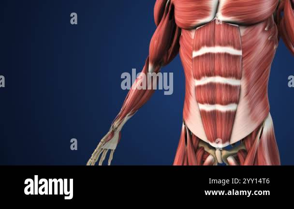 Highlighted Sections of Abdominal Muscle Anatomy Stock Video Footage ...