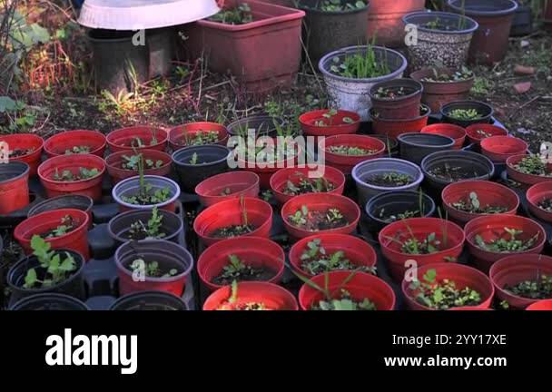 Camera movement from high angle shows young plants inside flower pots ...