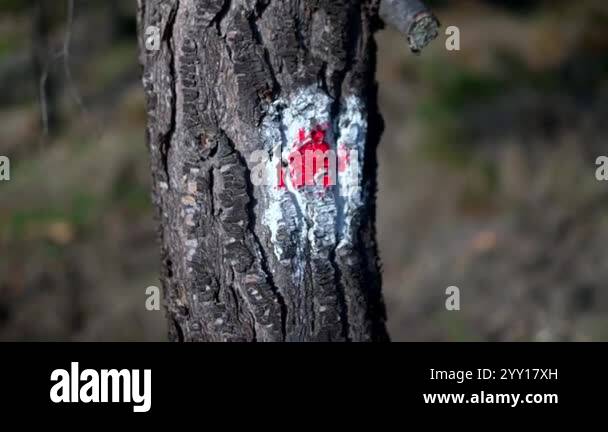Close up on a hiking mark on a pine tree and pull back camera movement ...