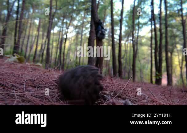 Close-up of a pinecone fall from tree, ground-level view. Natural ...