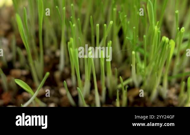 Freshly cut green grass sprouts emerging from soil. Close up of young ...