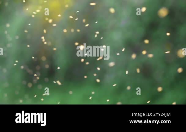 Tiny midges insects swirl and fly in the evening sunlight of green ...