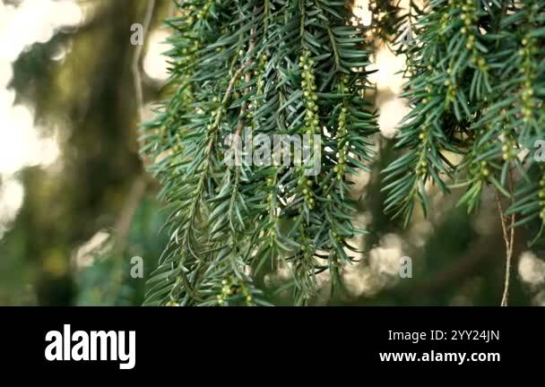 Lush green branches of a yew tree (Taxus baccata) with small unripe ...