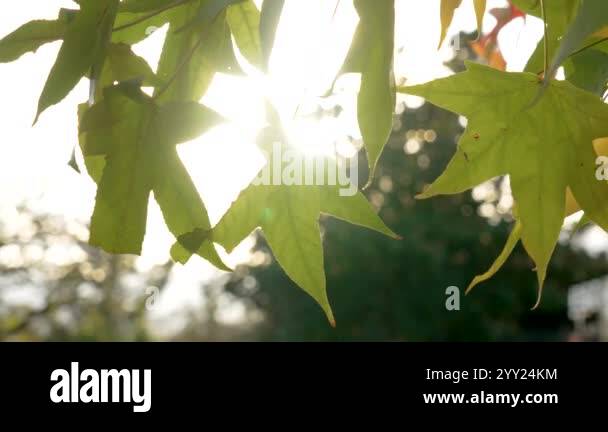 Bright green sweetgum tree leaves (Liquidambar styraciflua) illuminated ...