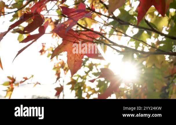 Close-up of vivid red sweetgum tree leaves (Liquidambar styraciflua ...