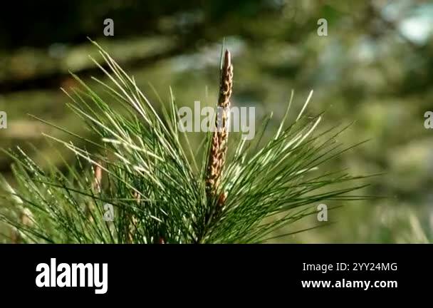 Close-up of a young pine tree shoot surrounded by vibrant green needles ...