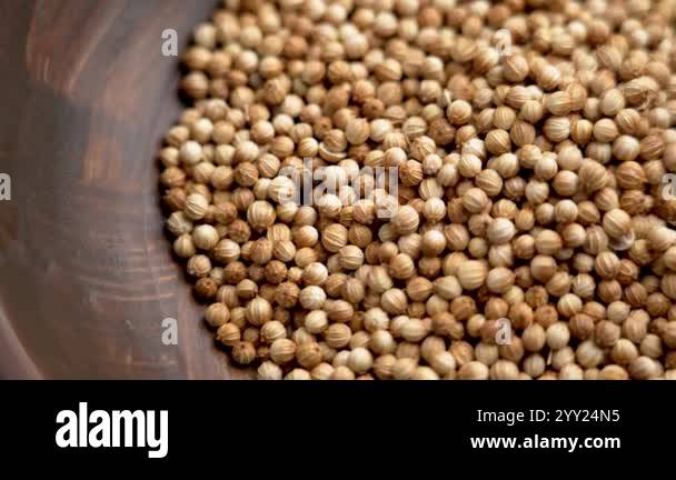 Dried coriander grains in a rustic wooden bowl. Small round seeds with ...