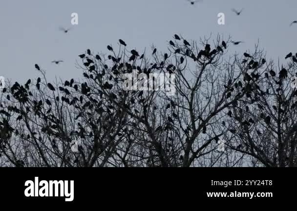 a large group of crows filmed late at night on the branches of a tree ...