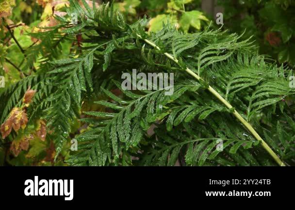 Tight Shot Of Green Plants In Small Garden Wet With Rain Drops Falling ...