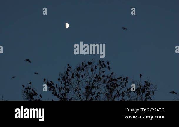 a large group of crows filmed late at night on the branches of a tree ...