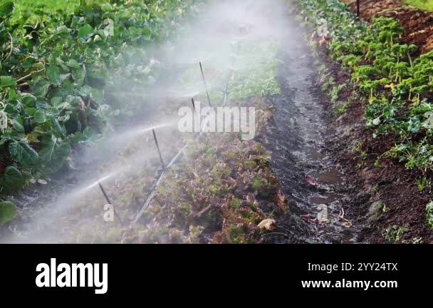 Sprinklers Spraying Water Over Row Of Vegetables In Small Farm Garden ...