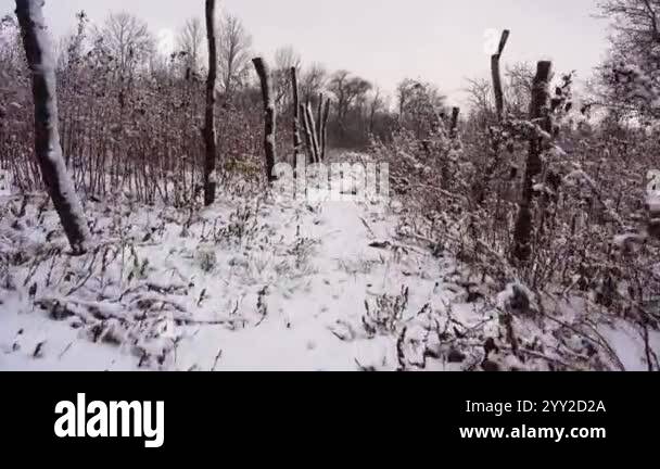Plantation of raspberry bushes under a blanket of snow. Snowy frosty ...