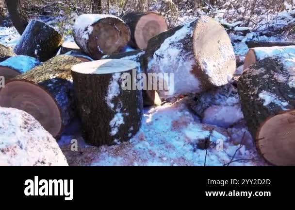 A tree trunk sawn into round stumps in winter. Winter harvesting of ...