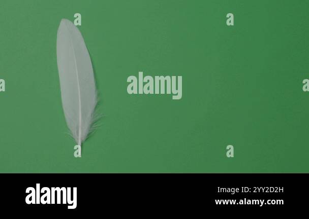 Feather movement on a green screen. Feathers moving float and fly in ...