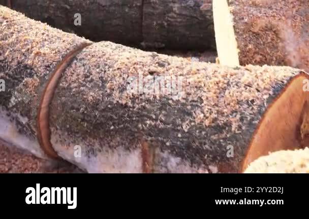 A tree trunk sawn into round stumps in winter. Winter harvesting of ...