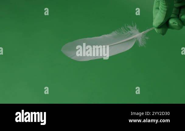 Feather movement on a green screen. Feathers moving float and fly in ...