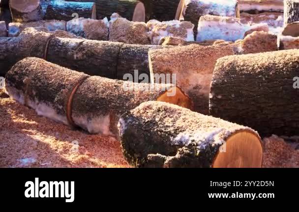 A tree trunk sawn into round stumps in winter. Winter harvesting of ...
