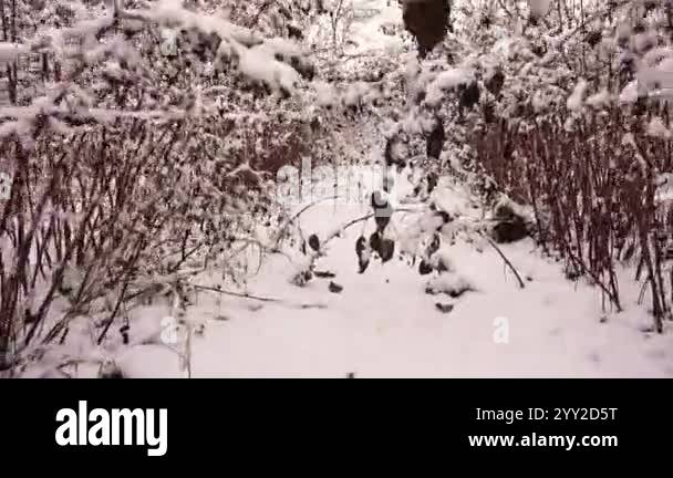 Plantation of raspberry bushes under a blanket of snow. Snowy frosty ...