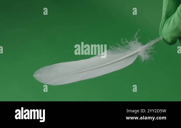 Feather movement on a green screen. Feathers moving float and fly in ...