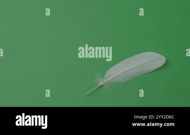 Feather movement on a green screen. Feathers moving float and fly in ...