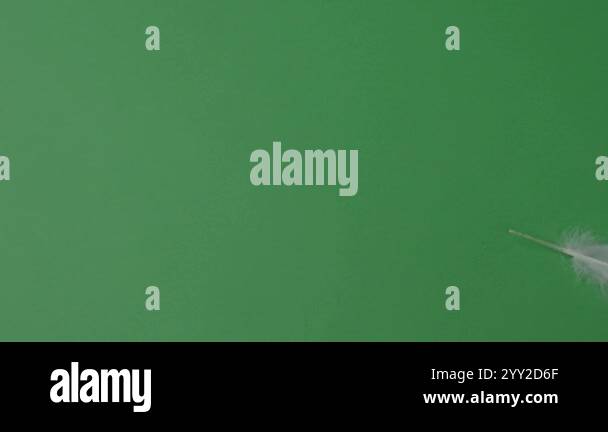 Feather movement on a green screen. Feathers moving float and fly in ...
