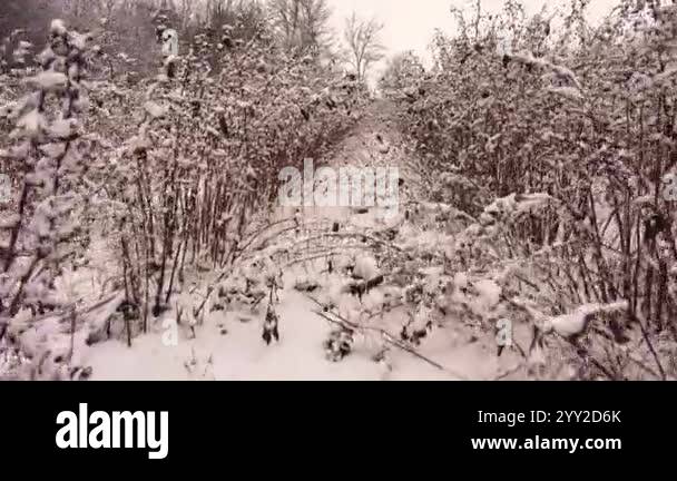 Plantation of raspberry bushes under a blanket of snow. Snowy frosty ...