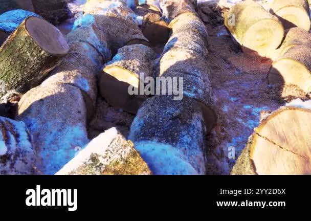 A tree trunk sawn into round stumps in winter. Winter harvesting of ...