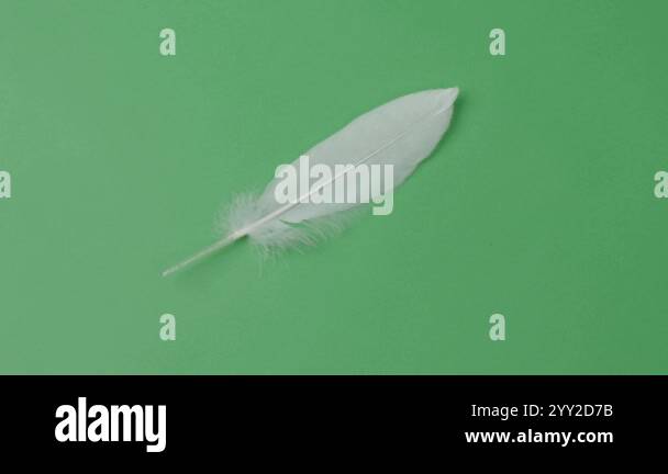 Feather movement on a green screen. Feathers moving float and fly in ...