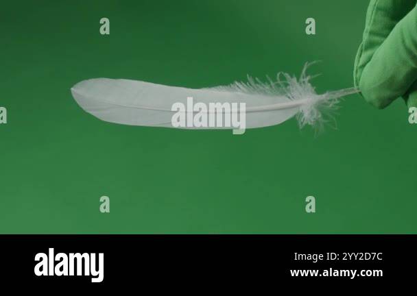 Feather movement on a green screen. Feathers moving float and fly in ...