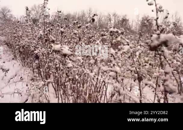 Plantation of raspberry bushes under a blanket of snow. Snowy frosty ...