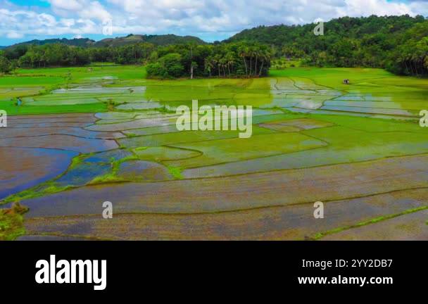 Aerial drone view Chocolate Hills and Rice Terraces Bohol Island ...