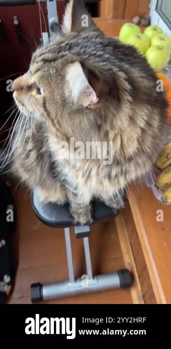 Maine Coon, cat, big cat, animal, game, rest, table, look, fur, , ears ...