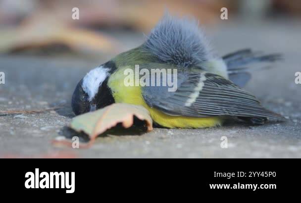Fallen bird in very cold weather, great tit, feather blown in the wind ...