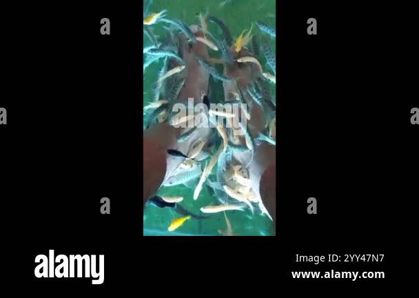 Man is in a spa getting a fish pedicure. Feet in fish spa aquarium ...