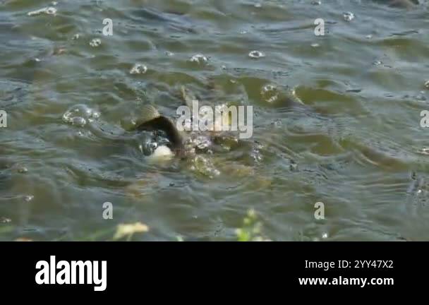 A slow-motion video capturing fish in a lake energetically competing ...