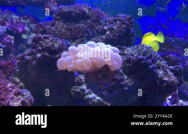 Bubble Coral, Pearl LPS coral Physogyra species stony Stock Video ...