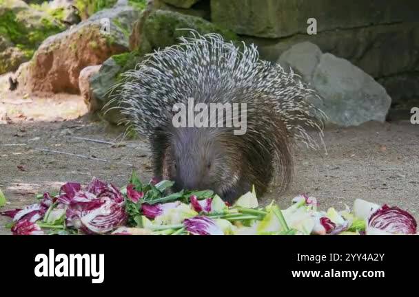 The Indian crested Porcupine, Hystrix indica or Indian porcupine is a ...