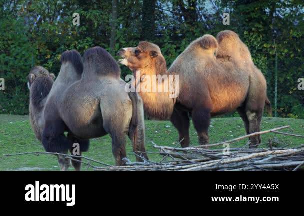 The Bactrian camels, Camelus bactrianus is a large, even-toed ungulate ...
