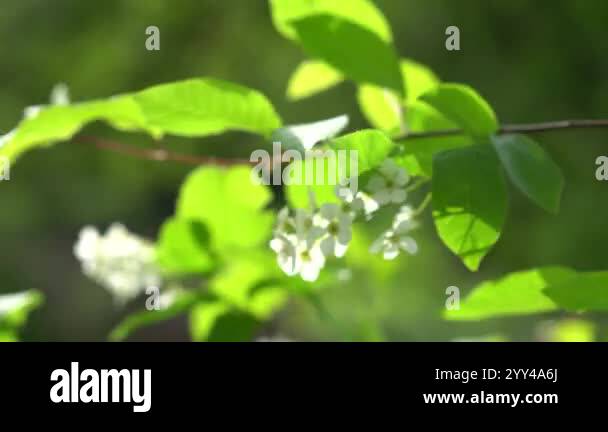 Close-up nature photo featuring illuminated leaves and flowers, dappled ...