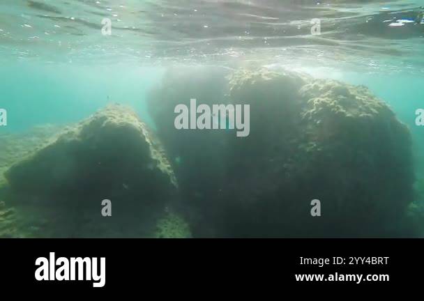 Saddled seabream fish swimming near of the rock and surface underwater ...