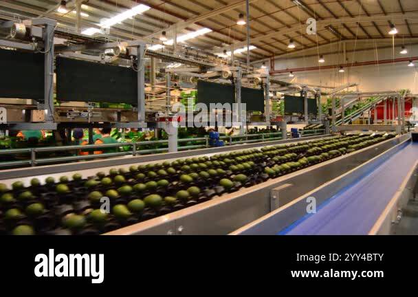 Avocados hass in a classification and packaging industrial line Stock ...