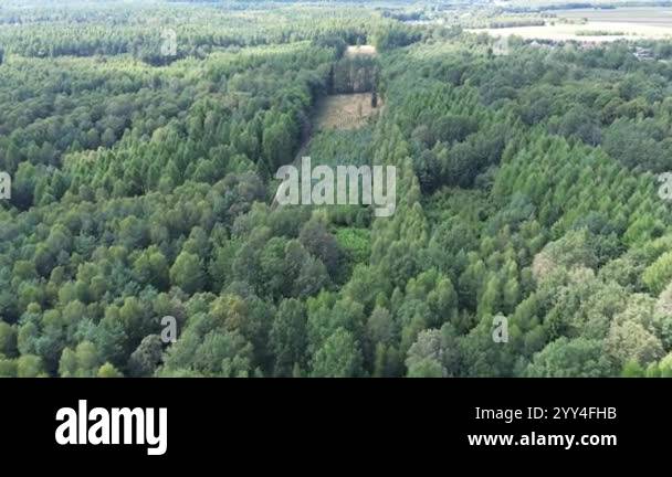 Overgrown Field Transforming into Forest Stock Video Footage - Alamy