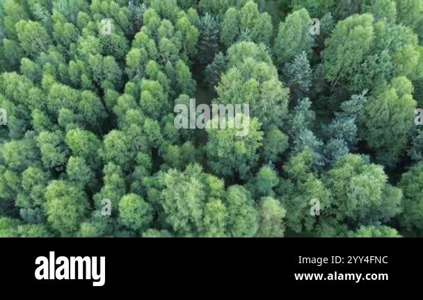 Green forest aerial top-down view Stock Video Footage - Alamy