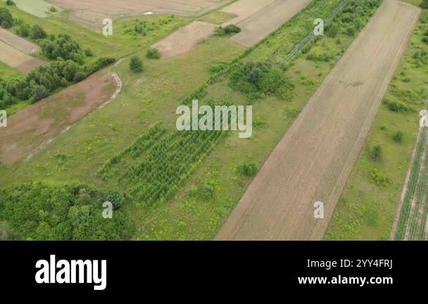 Young Trees Filling Open Landscape Stock Video Footage - Alamy
