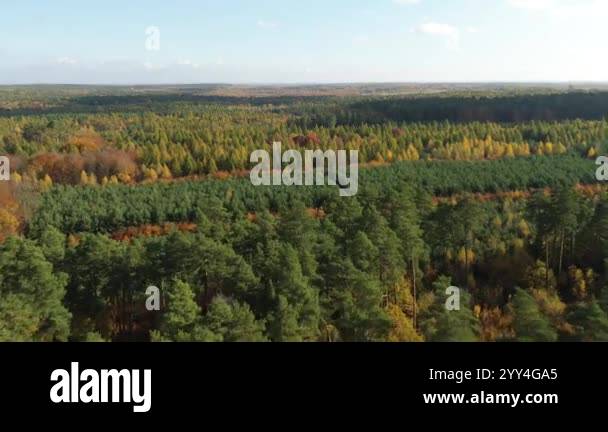 Autumn foliage and vibrant forest from above Stock Video Footage - Alamy