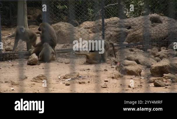 Baboons lazily walk across their rocky enclosure, interacting and ...