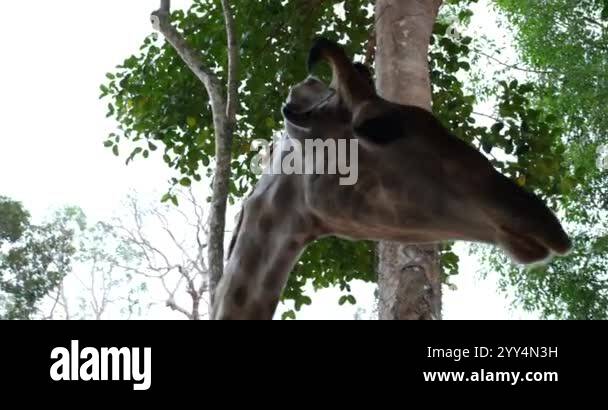 A giraffe at the zoo is trying to reach a tall tree leaf and eat it ...