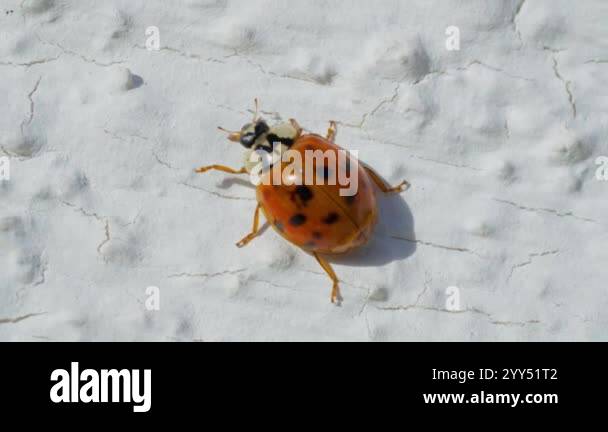 Asian lady beetle in macro shot on a white background. Orange Ladybug ...