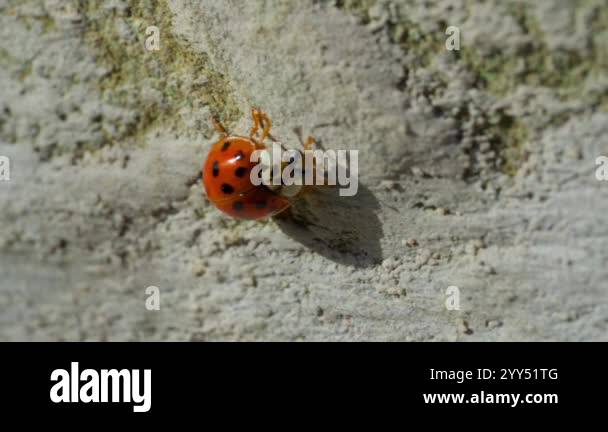 Asian lady beetle in macro shot on a white background. Orange Ladybug ...
